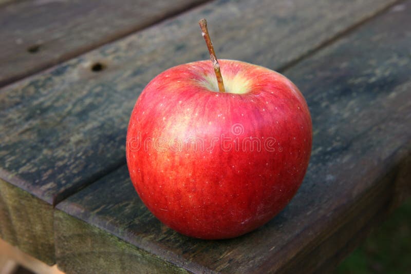 Red Juicy Solid Apple Fruit Lying Under Sunlight on Green Grass ...