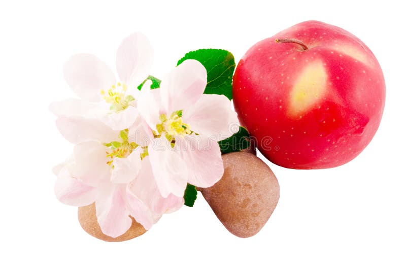 Apple, Apple Flowers And Stones Picture. Image: 19391153