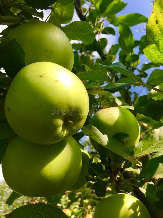 Apple stock photo. Image of tree, green, apple, great - 122577702