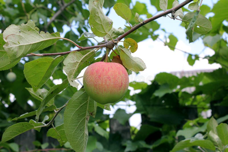 Apple on an Apple Tree Branch Stock Image - Image of bunch, harvest ...