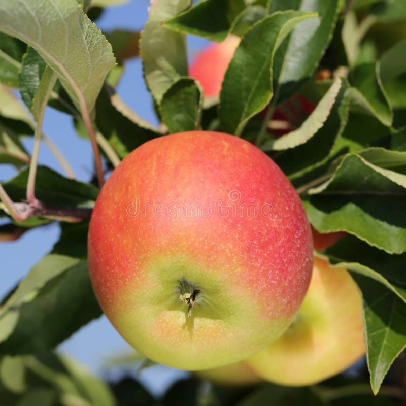 Apple on an Apple Tree in Summer Stock Photo - Image of tree, garden ...