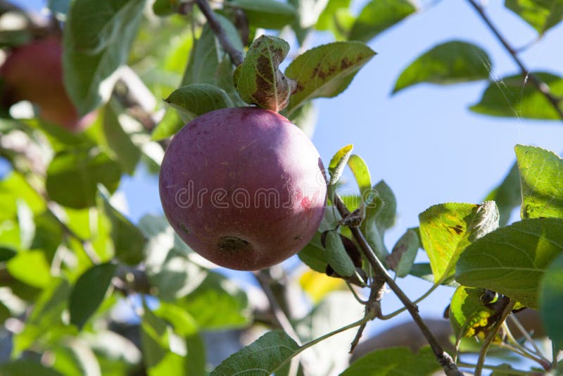 Apple on the Apple Tree in the Sunny Day Stock Image - Image of plants ...