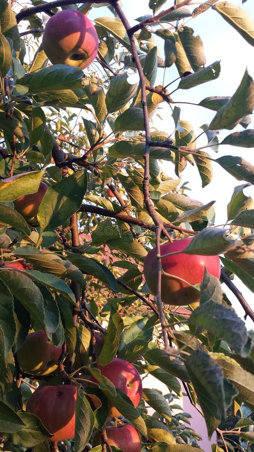 Apple stock image. Image of apples, apple, helath, fruits - 107387441