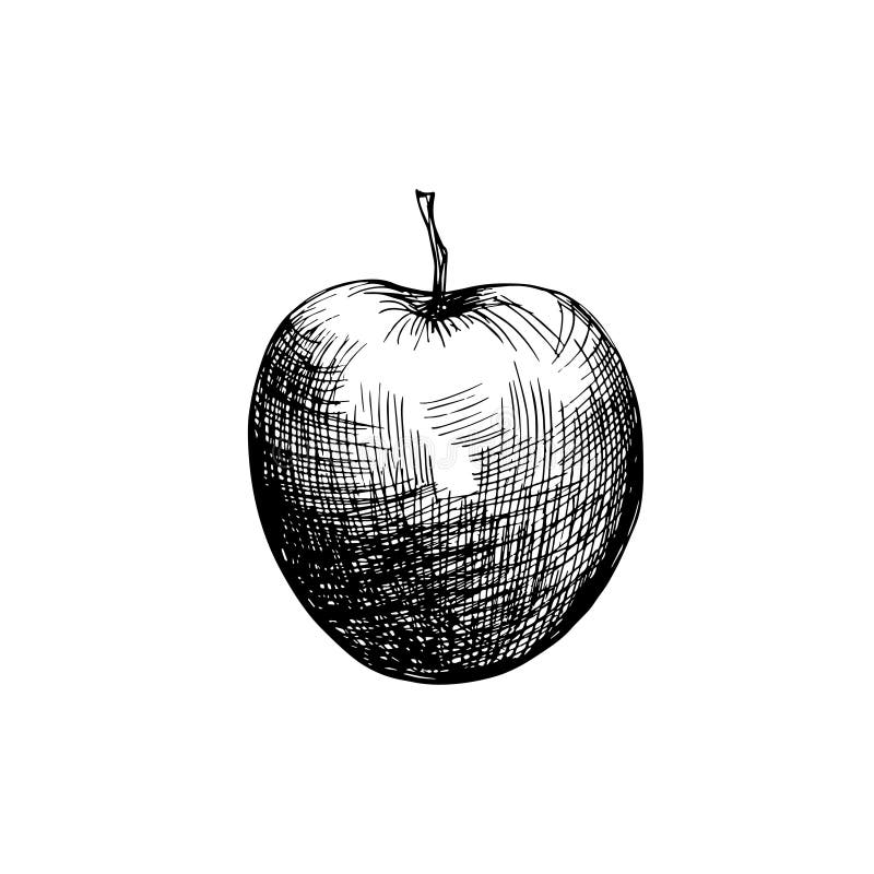 Apple Artistic Ink Drawing Vector Stock Vector - Illustration of sketch ...