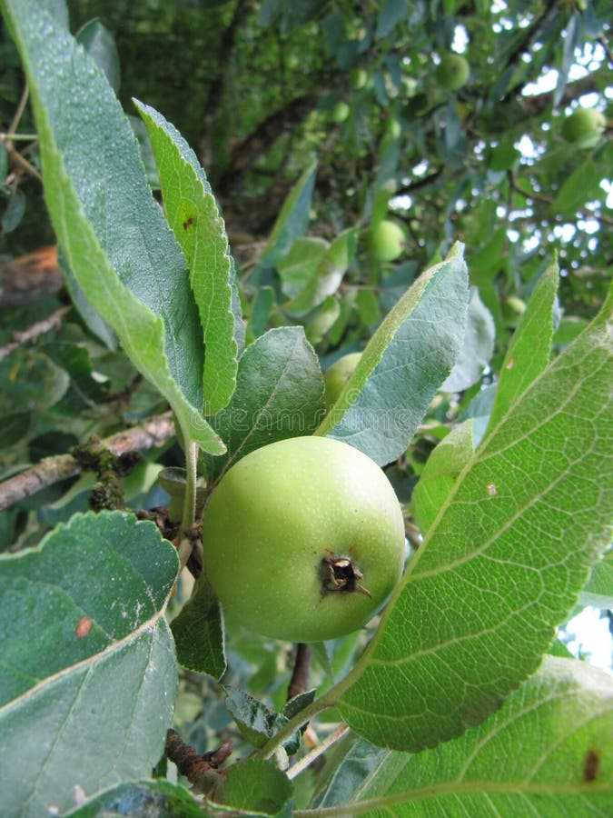 Apple as an edible fruit stock photo. Image of intake - 236479084
