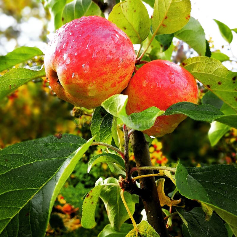 Apple in autumn stock image. Image of rain, autumn, apple - 101342943