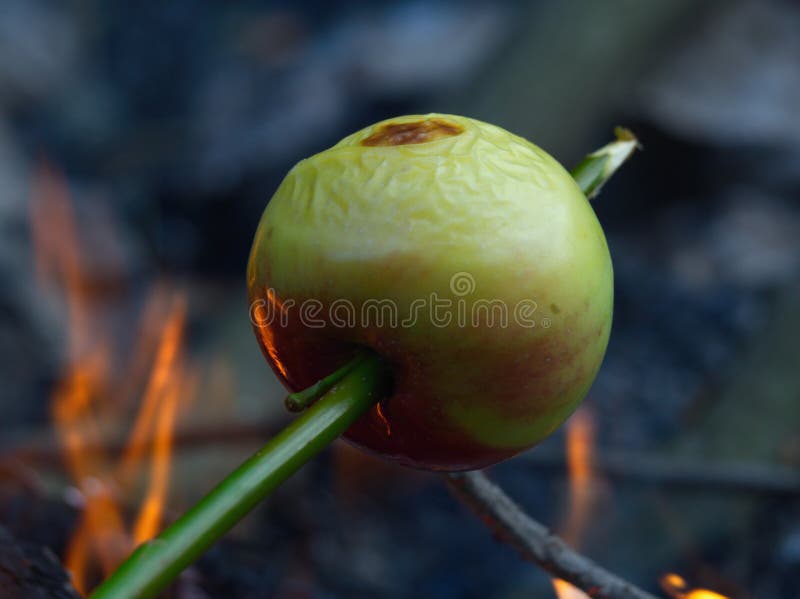 Apple baked on the fire stock photo. Image of nature - 101137230