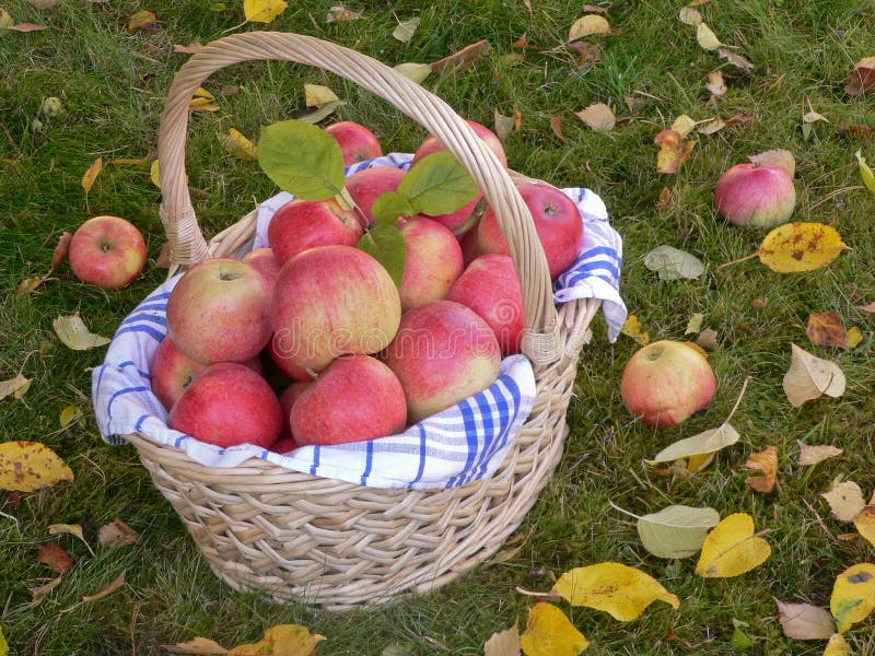 Apple basket stock image. Image of grass, season, basket - 11839473