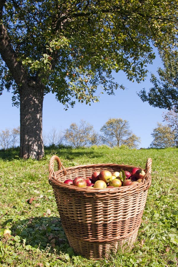 Apple basket stock photo. Image of autumn, full, agricultural - 18942164