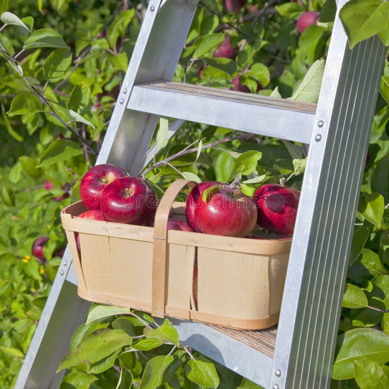 Apple Basket stock photo. Image of fruit, nature, discovery - 44444268
