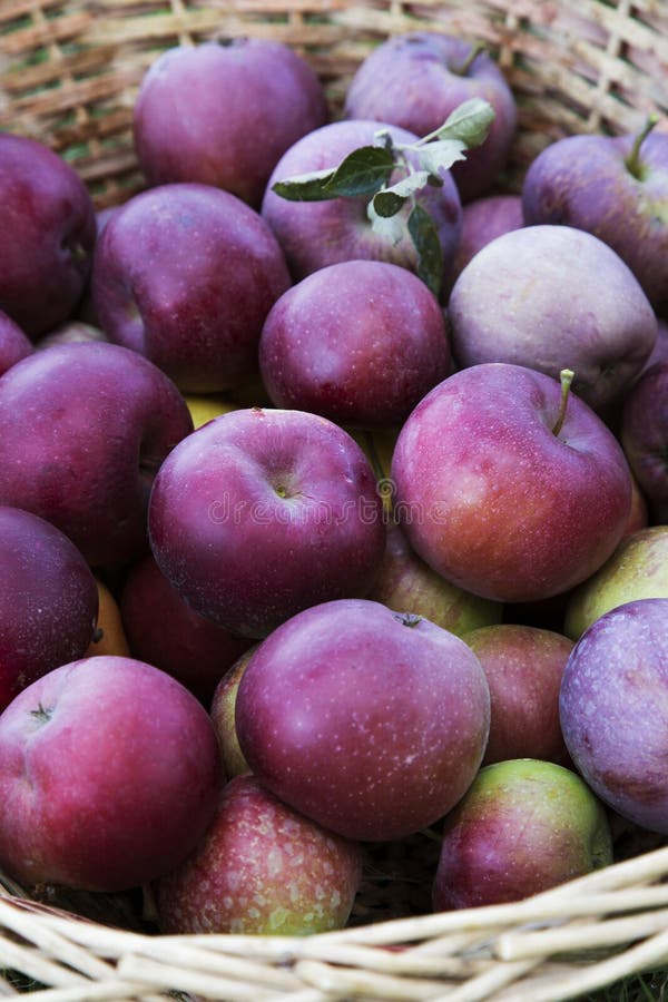 Apple stock image. Image of leaf, tree, food, harvested - 44026283