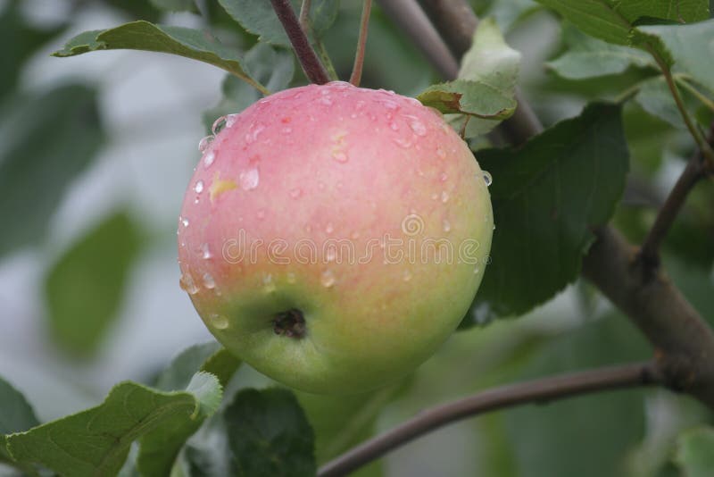 Apple stock photo. Image of beautiful, nature, green - 75968362