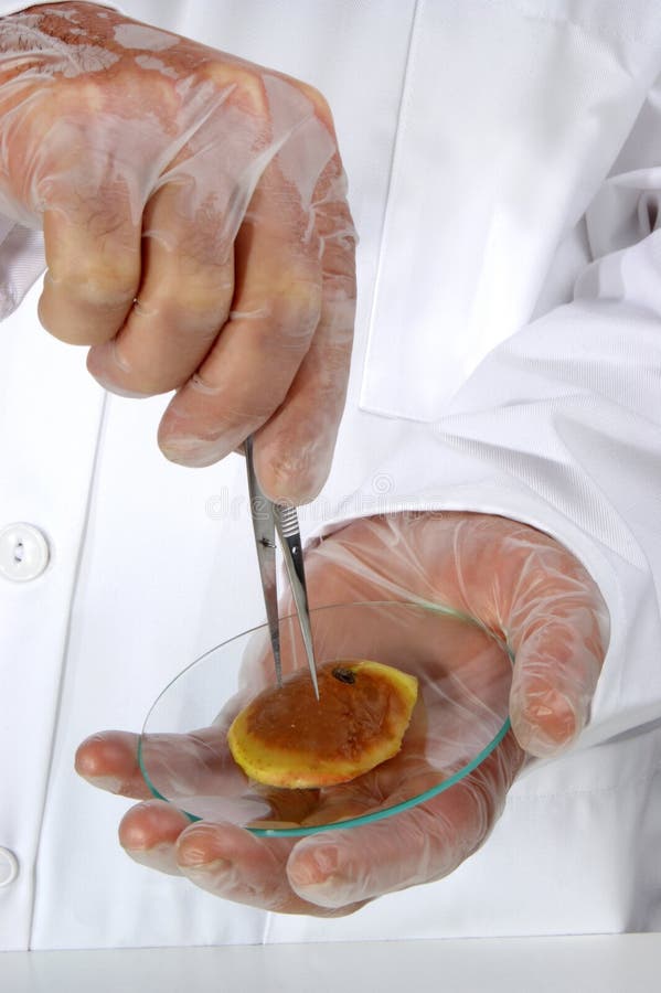 Apple is Being Studied in the Food Laboratory Stock Photo - Image of ...