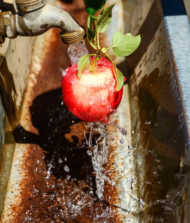 Apple Being Washed stock photo. Image of bubble, farming - 68561842