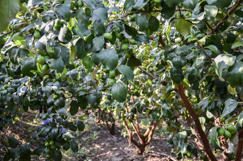 Apple Ber (jujube stock photo. Image of leaf, nutrition - 329825988