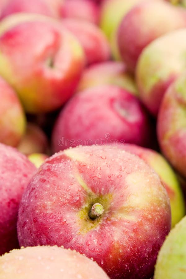 Fresh apples stock image. Image of food, shiny, choice - 23017011