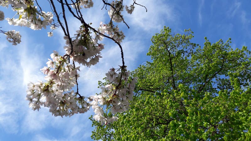 Apple and birch stock image. Image of spring, apple, birch - 90755377