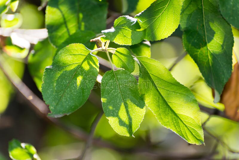 Bunte Ernte Auf Apfelbaum Im Garten Stockbild - Bild von landschaft ...