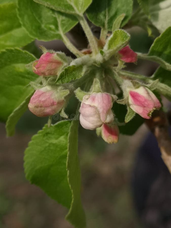 Apple in bloom stock photo. Image of food, apple, green - 221489098
