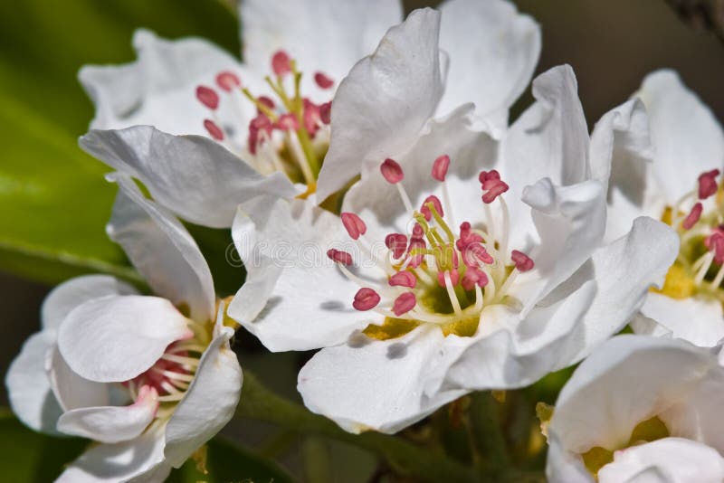 Apple bloom stock photo. Image of herbal, fragility, blossom - 4823970