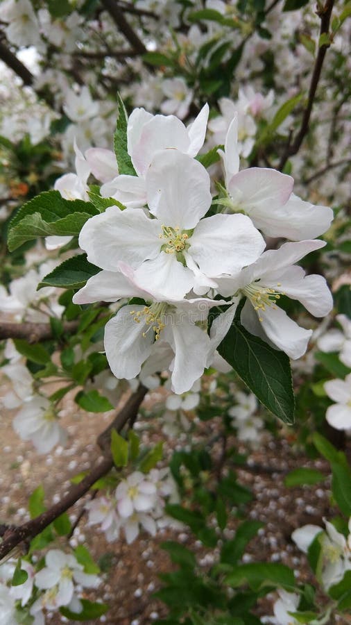 Apple bloom stock image. Image of beautiful, bloom, nature - 123716979