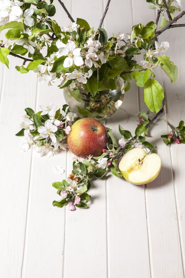 Apple bloom stock image. Image of branch, closeup, green - 54789261