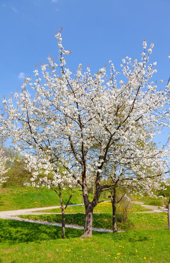 Apple Bloom stock image. Image of leaf, bloom, buttercups - 1993241