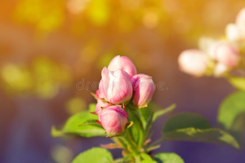 Apple bloom stock photo. Image of plant, petal, fruiter - 56338968