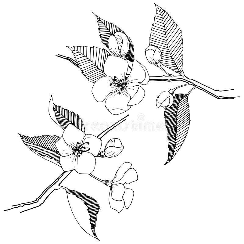 Apple Bloom in a Vector Style Isolated. Stock Vector - Illustration of ...