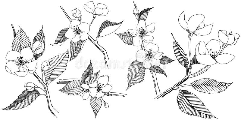 Apple Bloom in a Vector Style Isolated. Stock Vector - Illustration of ...