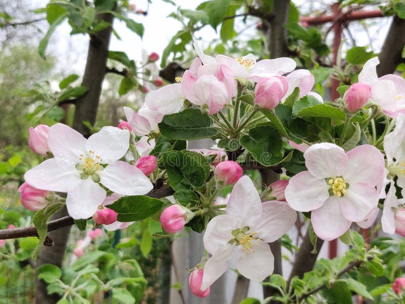 Apple blooms stock photo. Image of leaves, green, growth - 157293480