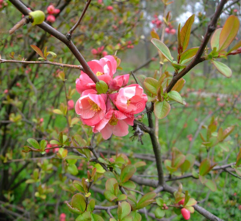 Apple Blooms Pink Bunch in the Garden Stock Image - Image of gardening ...