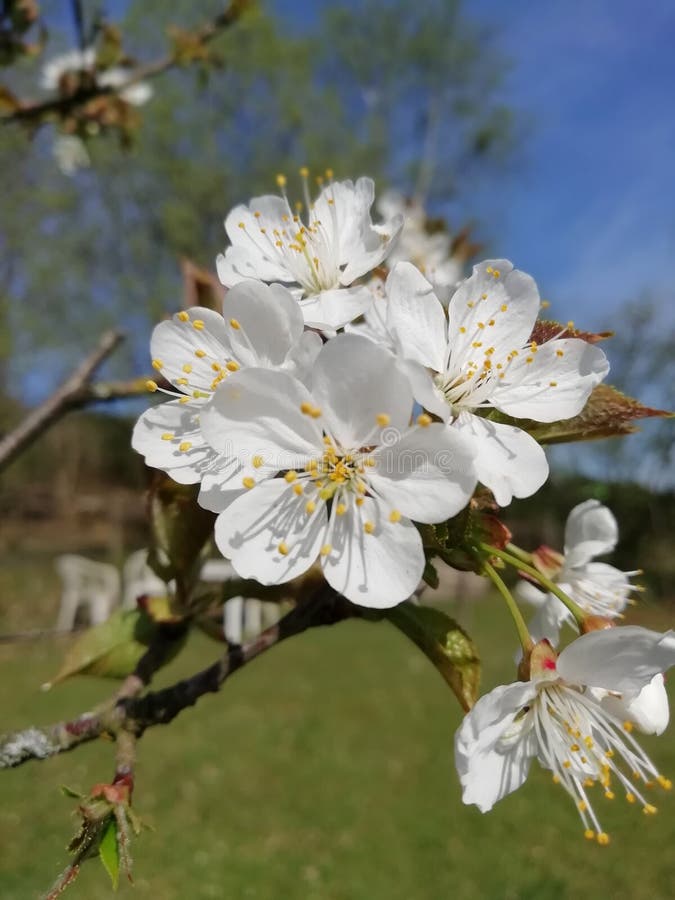 Apple blossem stock image. Image of blossem, flower - 174878359