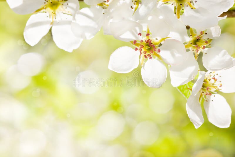 Apple blossom stock image. Image of nature, apple, season - 19538195