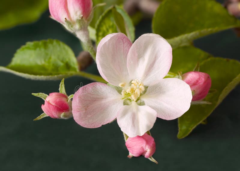 Apple Blossom stock image. Image of closeup, green, floral - 5040427
