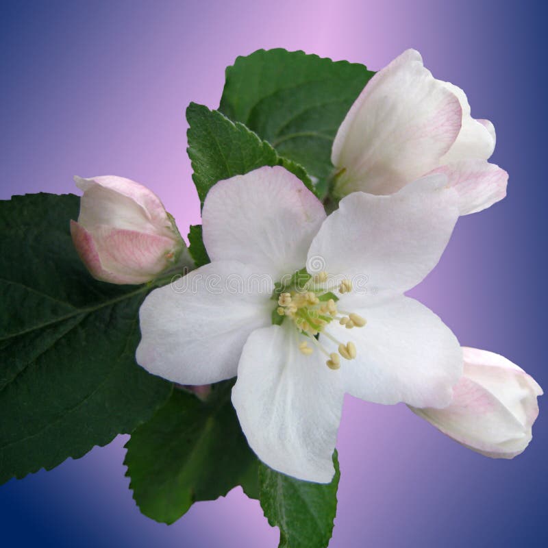 Apple blossom stock image. Image of petals, stamen, flower - 9928577