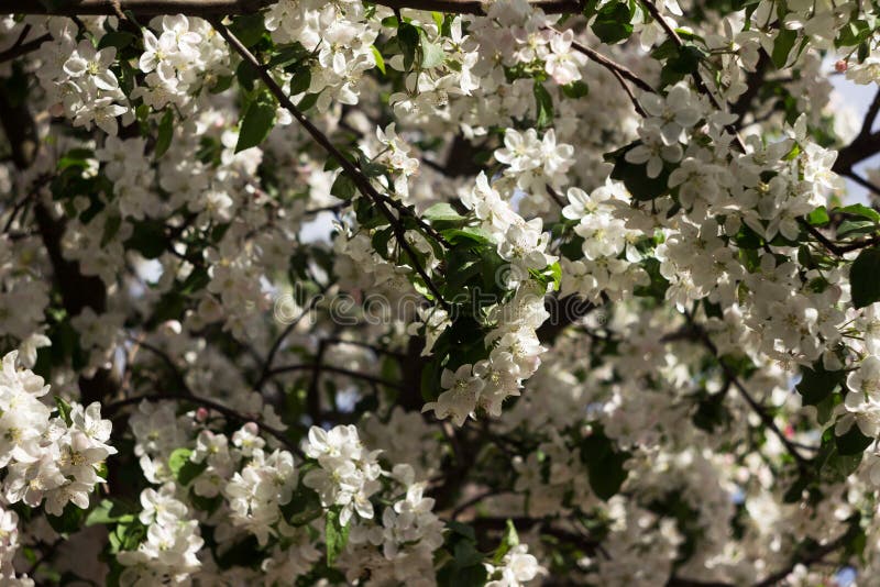 Apple Blossom, Background. a Flowering Tree in Spring, Beautiful and ...