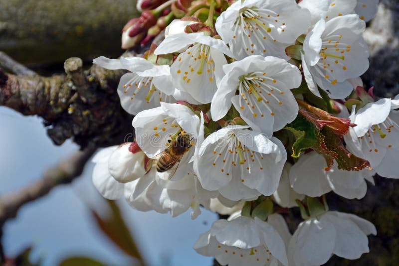Apple blossom bee stock photo. Image of insect, garden - 246056534