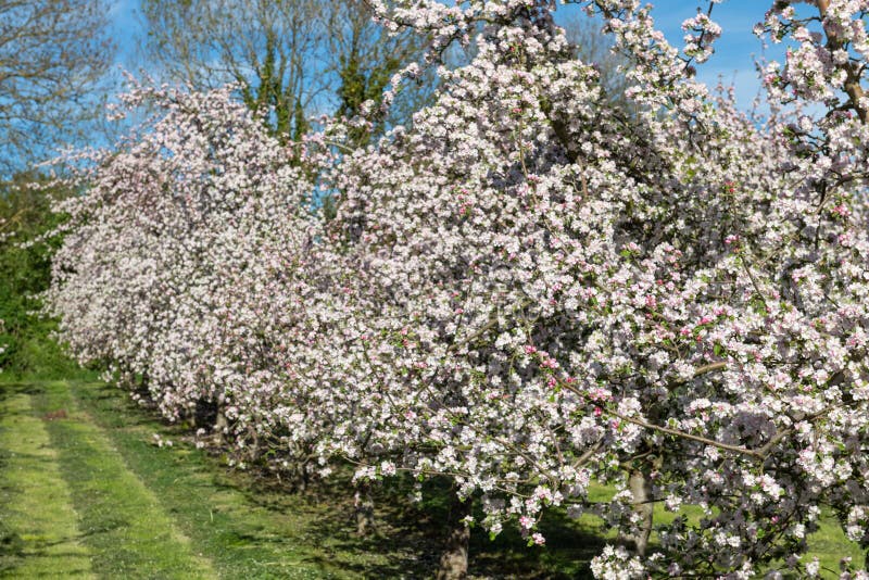 Apple blossom stock photo. Image of cider, farm, freshness - 228756492
