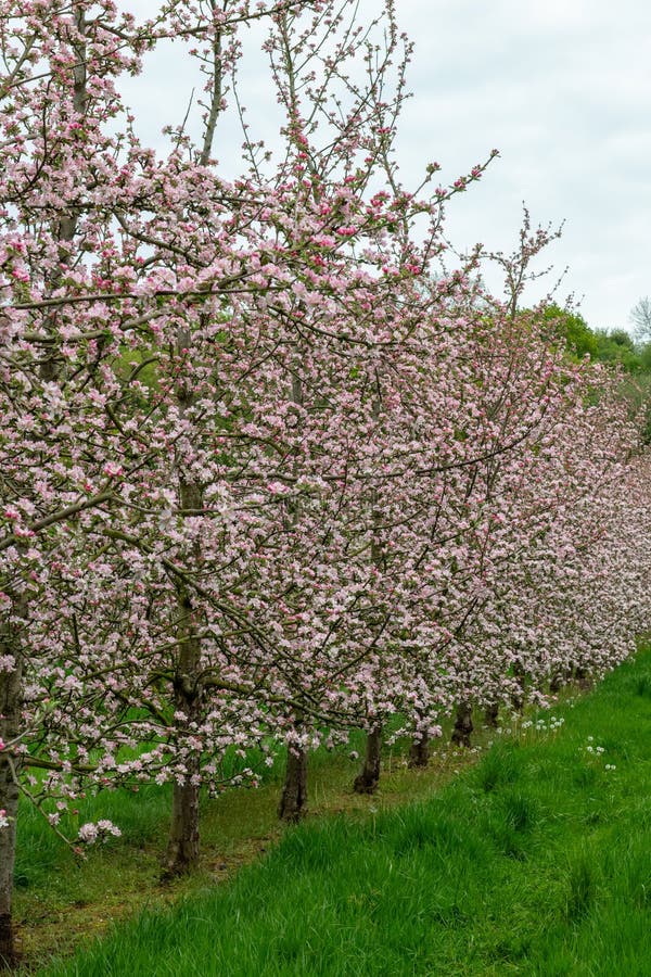 Apple blossom stock image. Image of fresh, farming, horizontal - 272900119