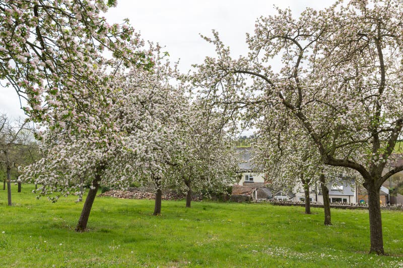 Apple blossom stock image. Image of agriculture, fresh - 272901451