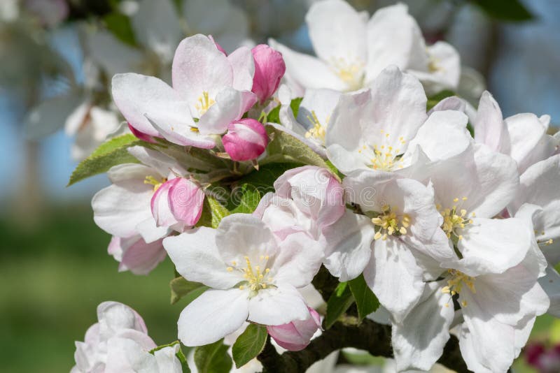 Apple blossom stock image. Image of flower, natural - 182086431