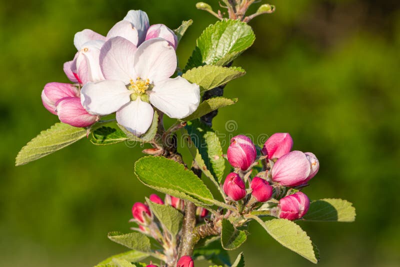 Apple blossom stock image. Image of outdoor, apple, flower - 197323589