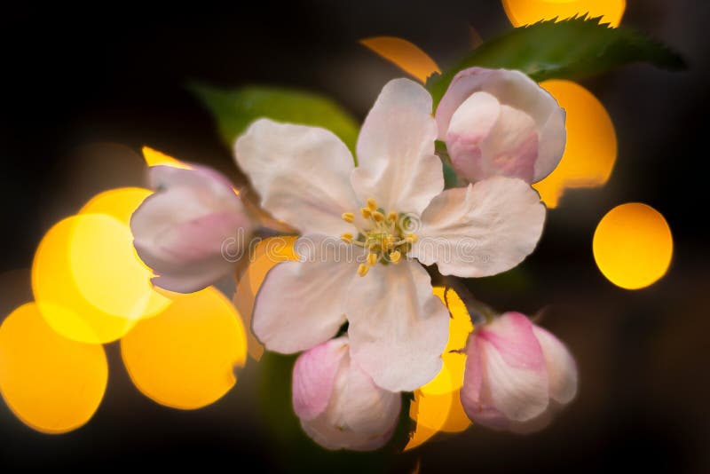 Apple Blossom in the Dark with Lights Stock Photo - Image of romantic ...
