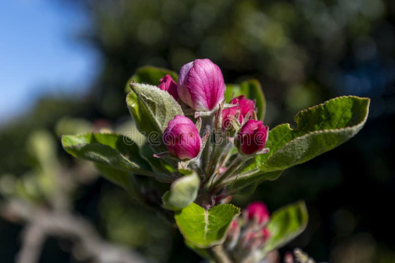 Apple Blossom the Development of the Tastiest Apples Stock Image ...
