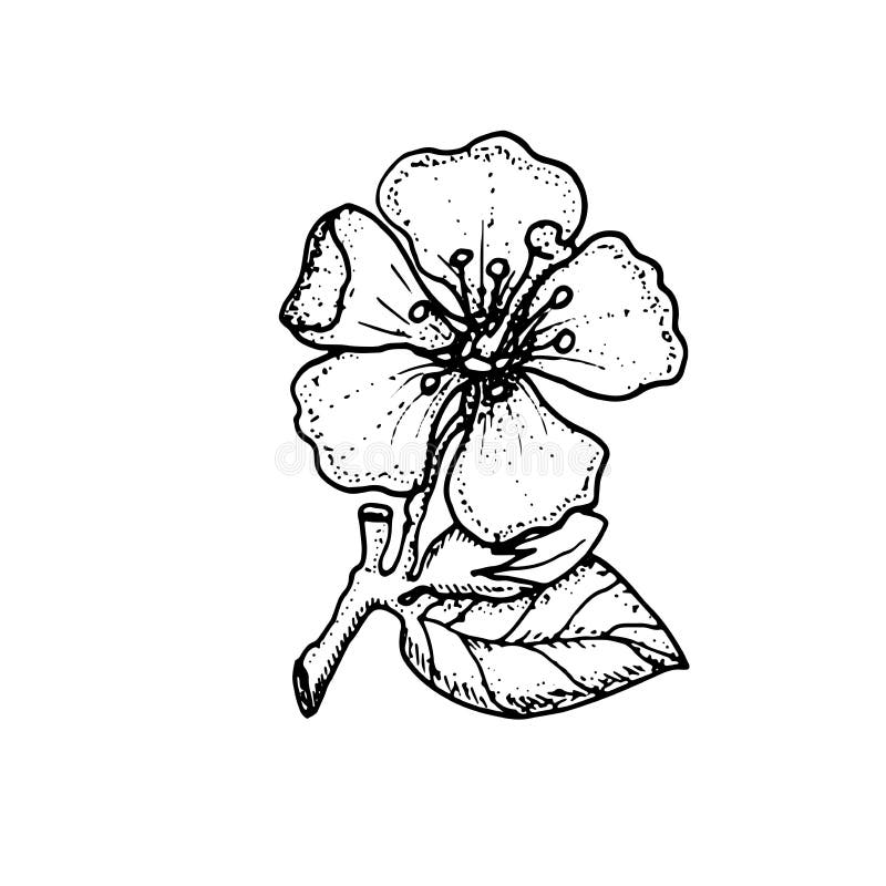 Apple Blossom. Flower. Vector Hand Drawn Illustration. Stock Vector ...
