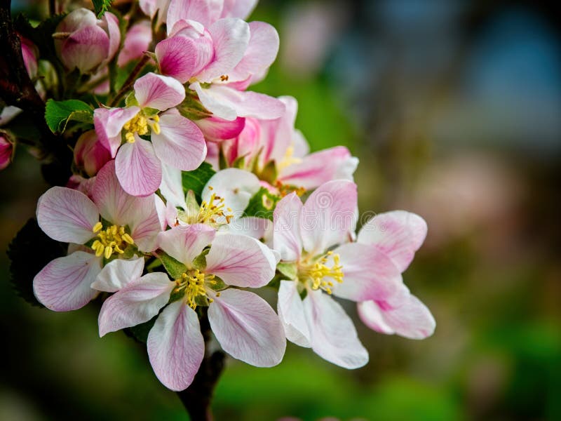 Springtime Blossom in Public Beacon Hill Park, Victoria BC Canada Stock ...