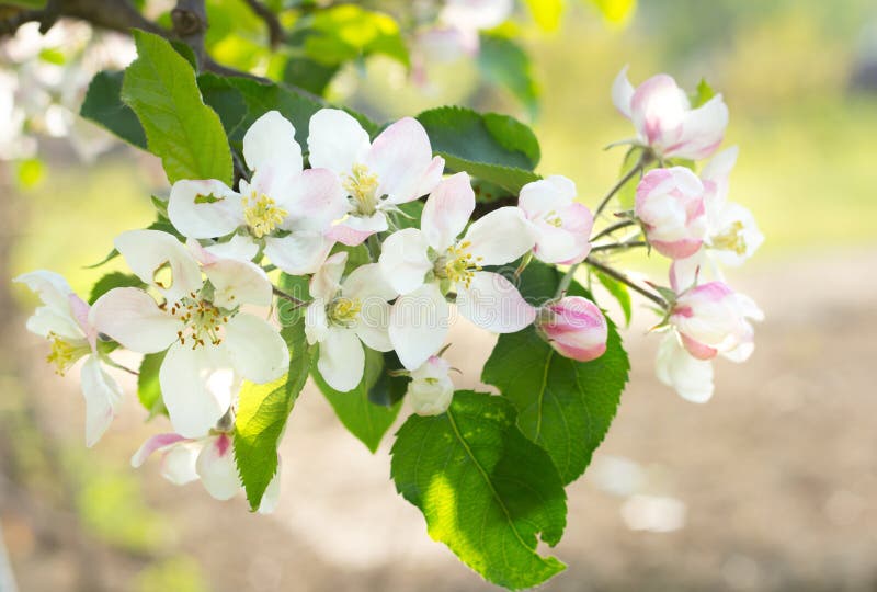 Apple blossom stock photo. Image of beautiful, white - 91588514