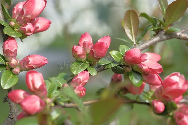 Apple Blossom. Apple Flowers Stock Image - Image of blooming, spring ...