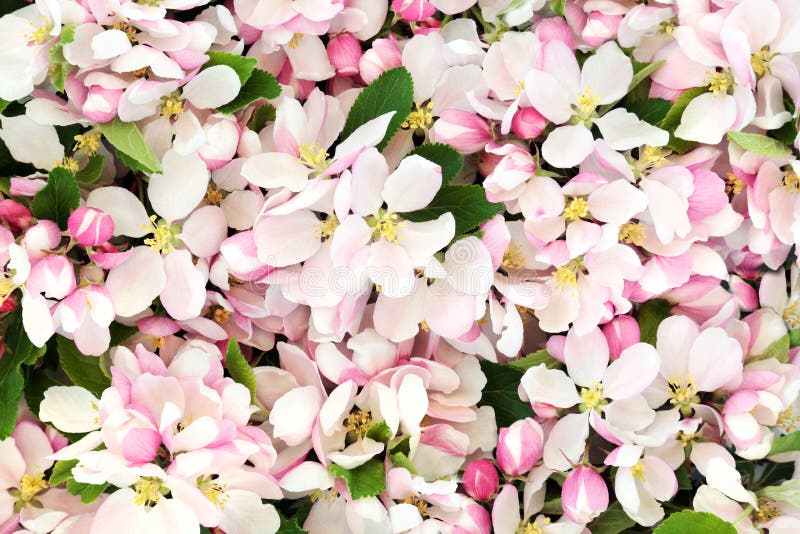 Apple Blossom Flowers in Spring Background Stock Photo - Image of bloom ...